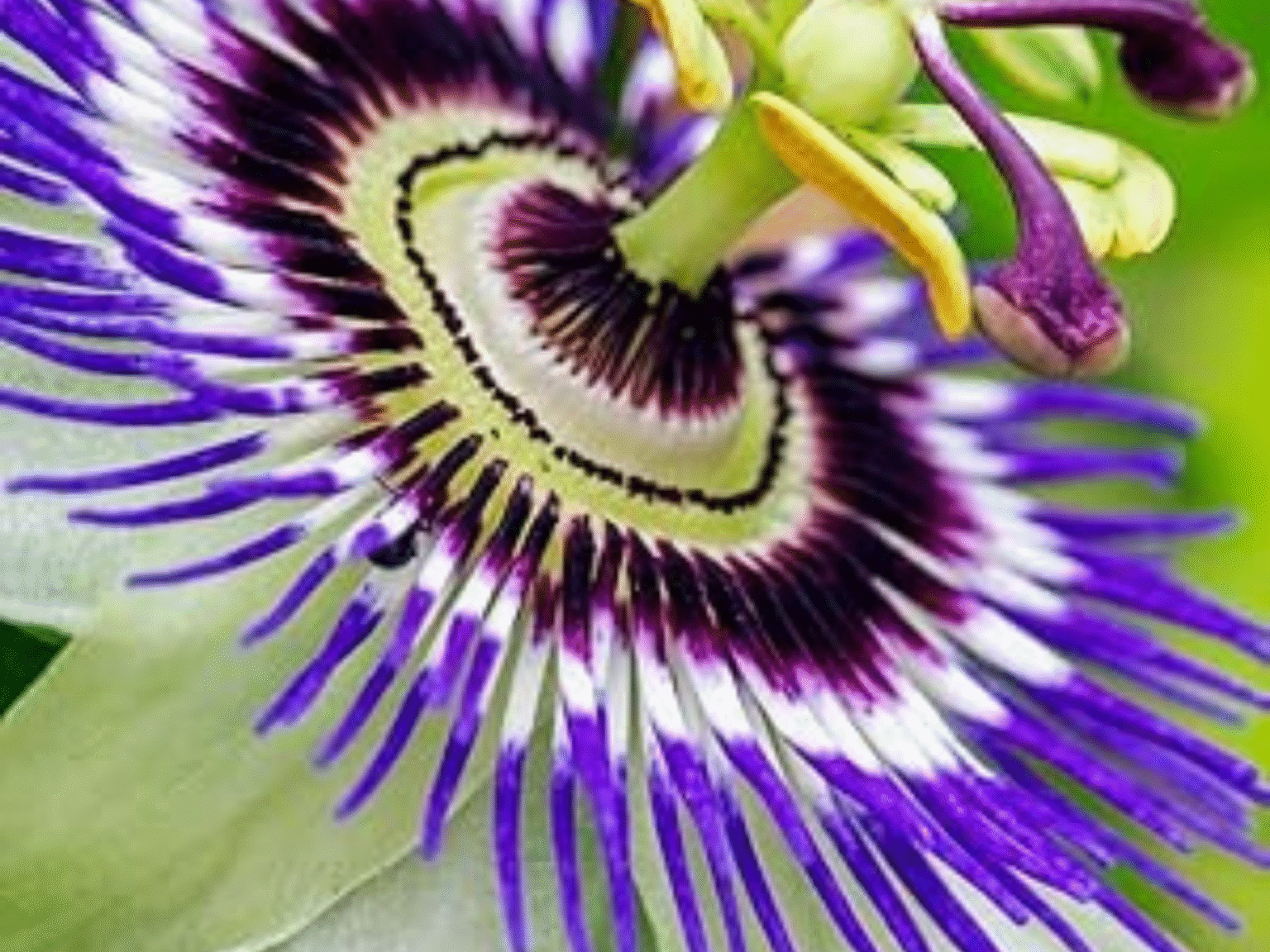 Testosterone Booster Black Friday - Premier LabsUSA