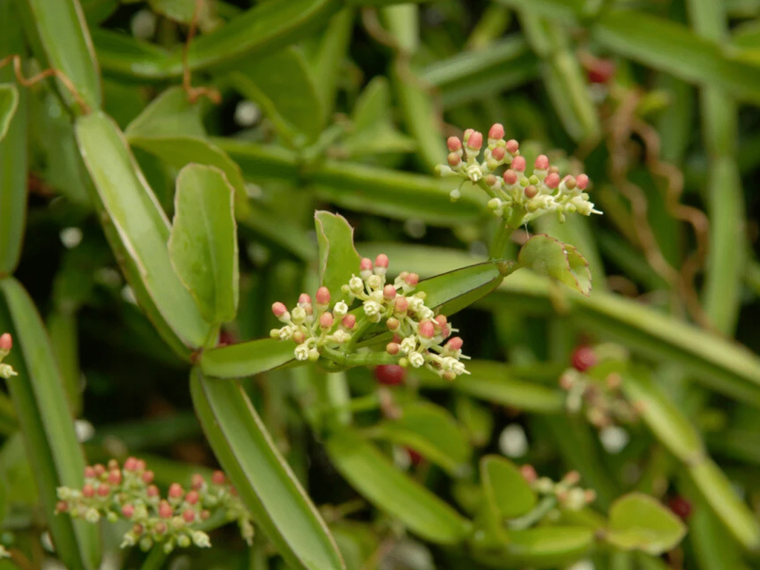 Testosterone Booster Black Friday - Premier LabsUSA