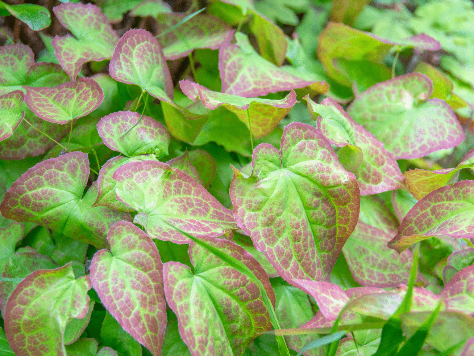 Testosterone Booster Black Friday - Premier LabsUSA